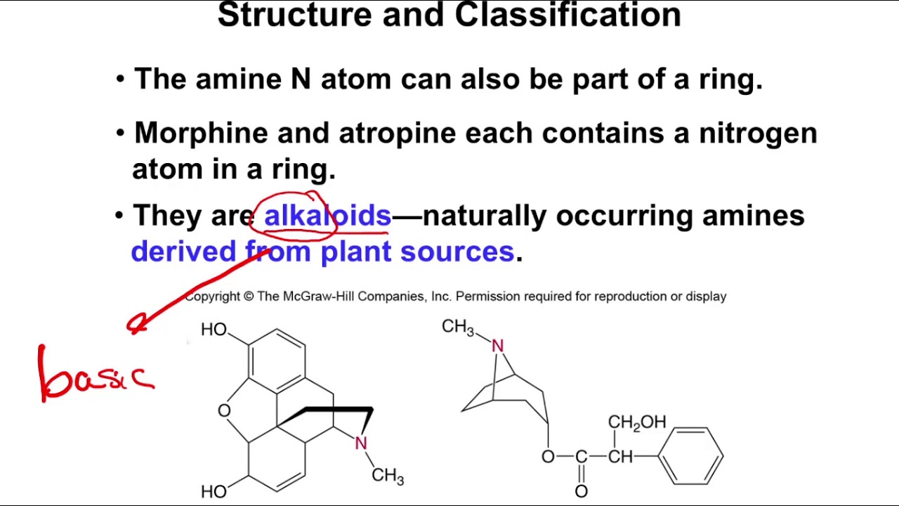 Chapter 13.3 - Amines: General Info and Nomenclature - YouTube