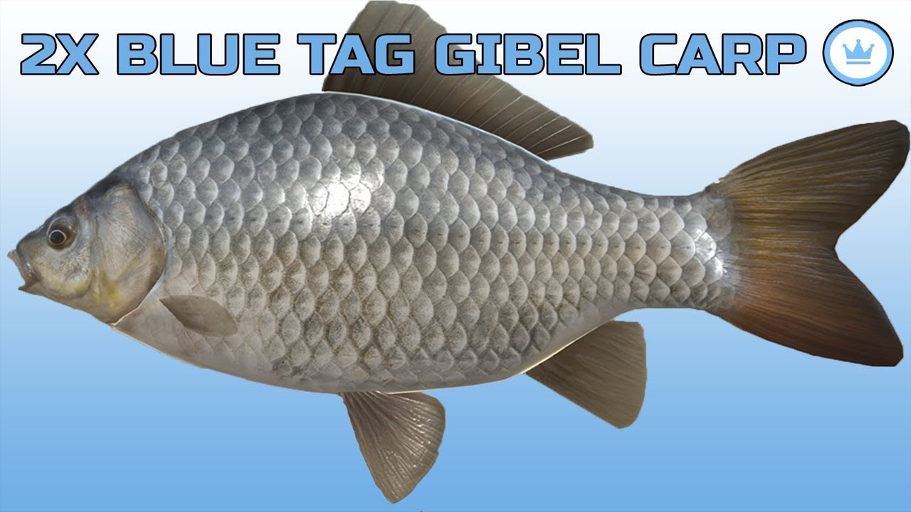 Russian Fishing 4 - 2x Blue Tag Gibel Carp - Ladoga Lake - YouTube