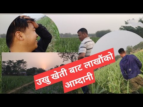 Ukhu Kheti Morang Nepal /उखु खेती बाट लाखौंको आम्दानी - YouTube