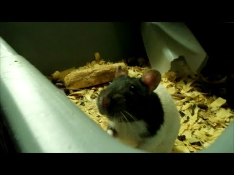 We have a RAT INFESTATION. Our rat breeding setup. - YouTube
