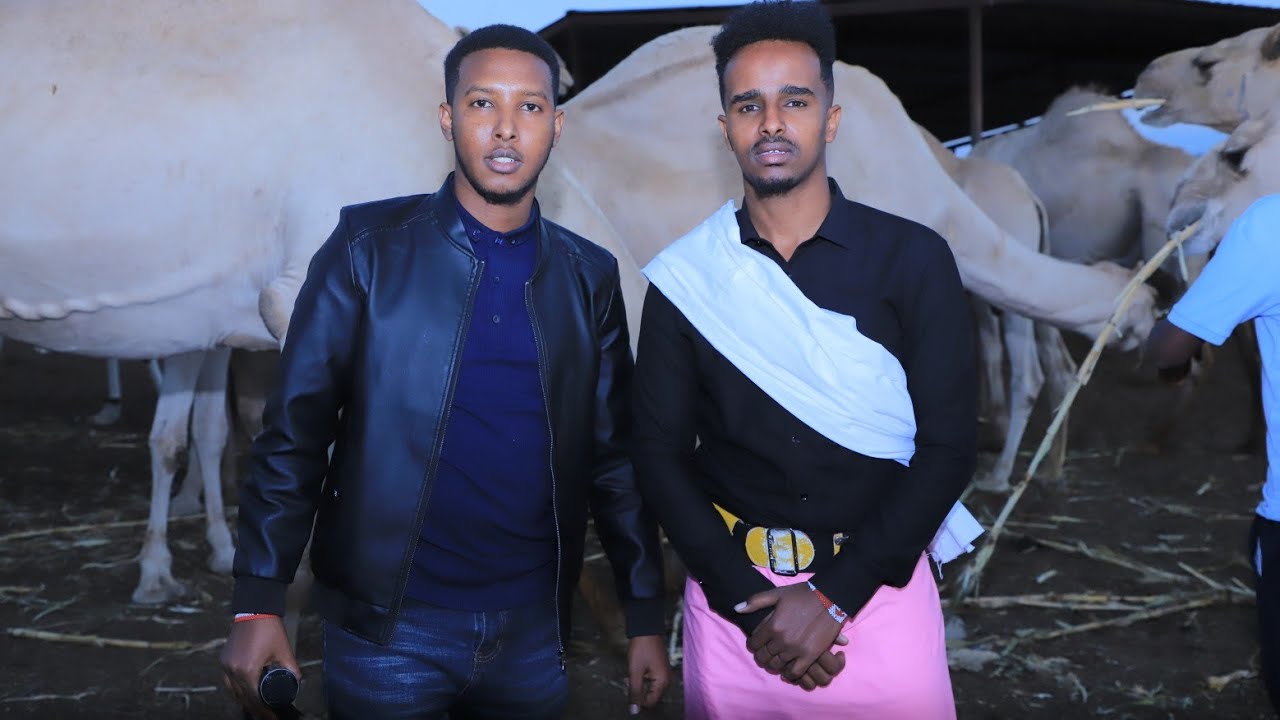 cawayska iyo caano geela reer hargeisa 2022 - YouTube