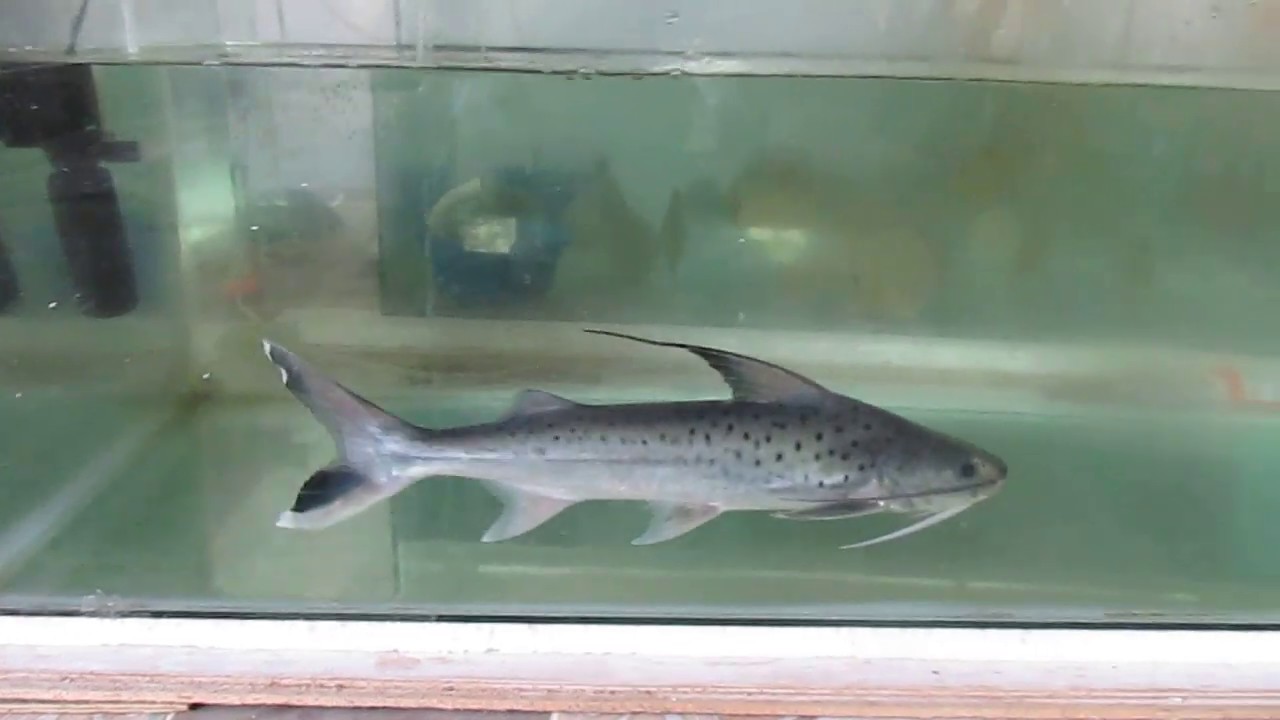 Lince catfish - YouTube