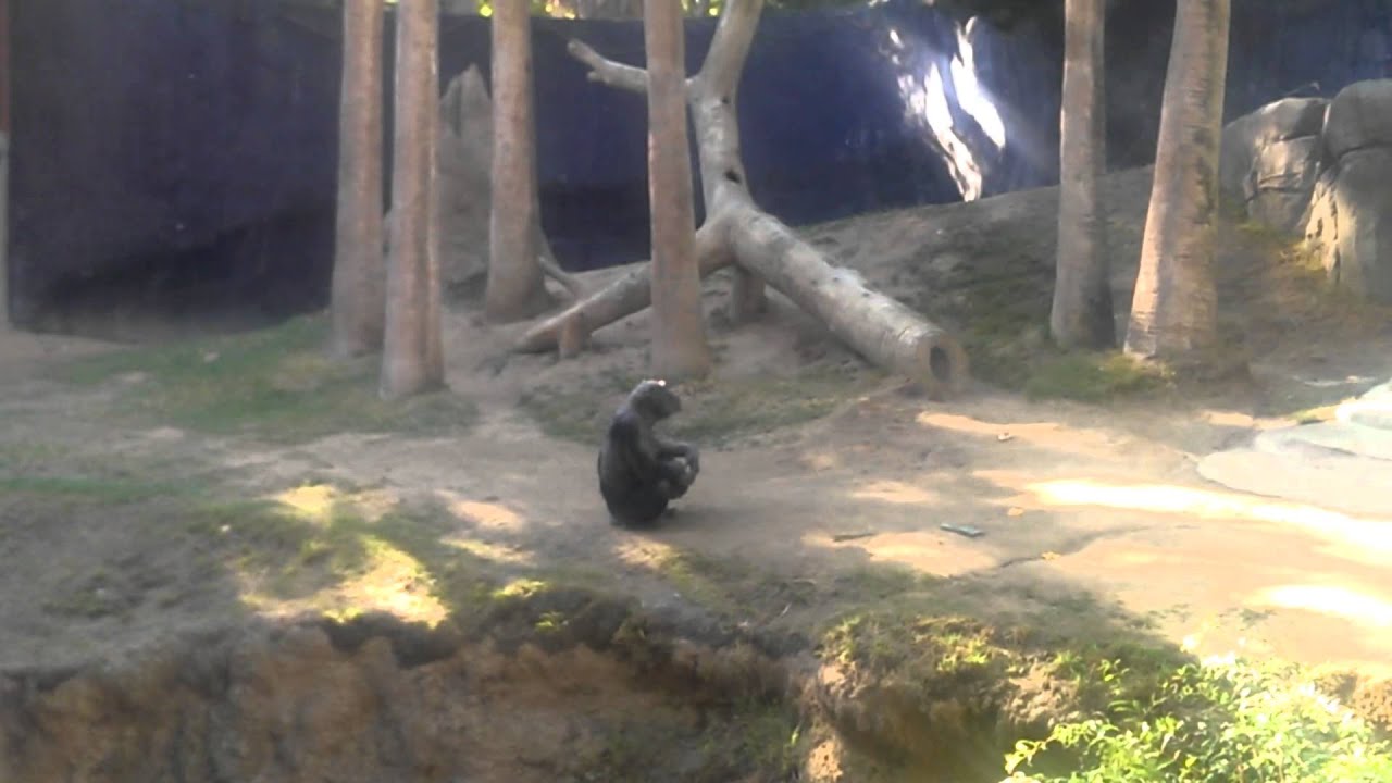 Chimpanzee Observation (Focal Sampling) - YouTube