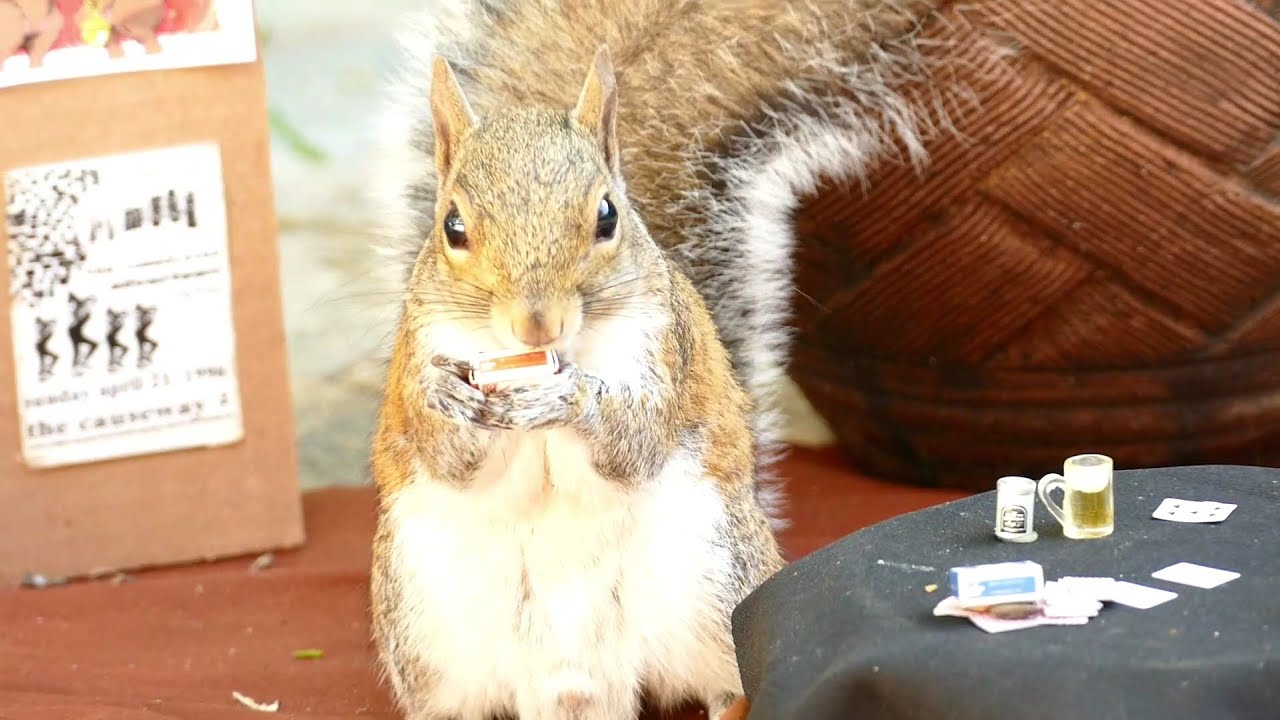 Squirrels Playing Poker - YouTube