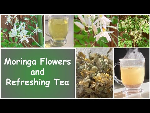 Fresh Moringa Drumstick Sahjan Flowers - Sun dried Moringa Flowers ...