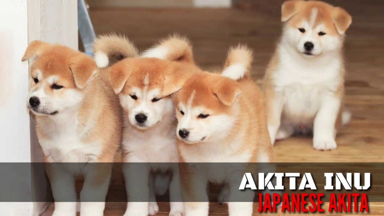 RARE: Japanese Akita (Akita Inu) The Japanese Strain of the Akita Breed ...