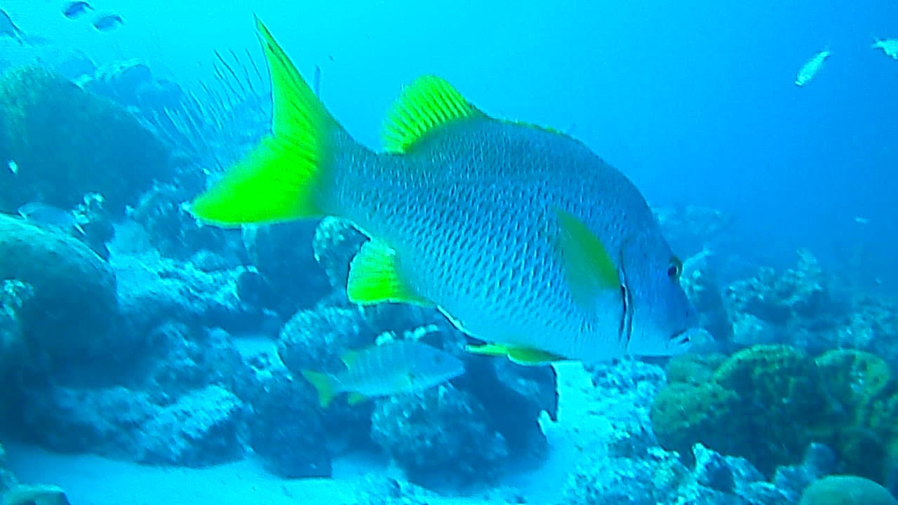 BONAIRE PARGO COLA AMARILLA SNAPPER YELLOW FISH by pela nov 17 - YouTube