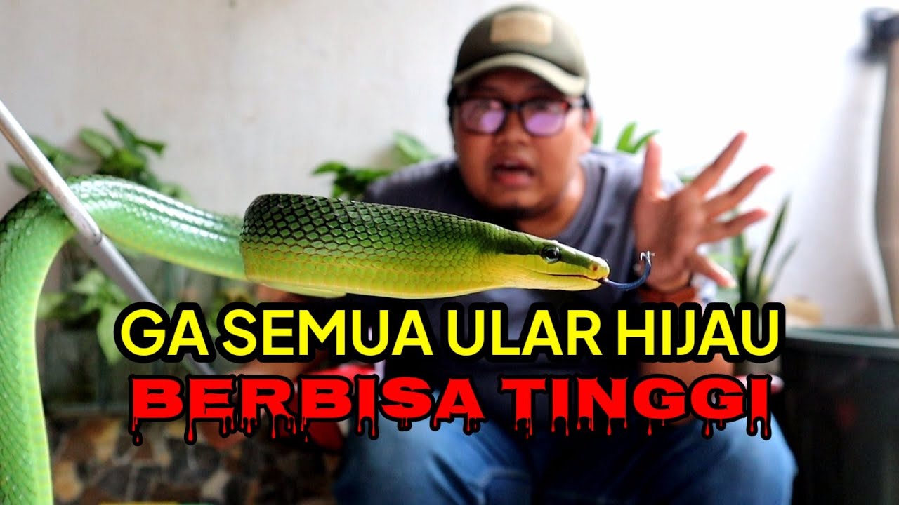 Ular Hijau Yang Cantik || Ular Gonyosoma (Ular Bajing) Gonyosoma ...