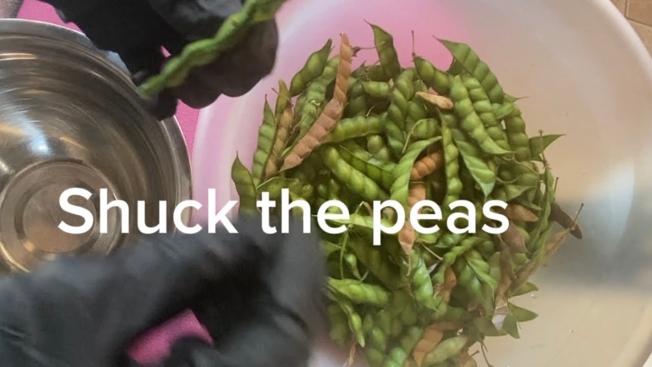 Harvesting | Shucking Peas 🫛 | Bush Beans - YouTube