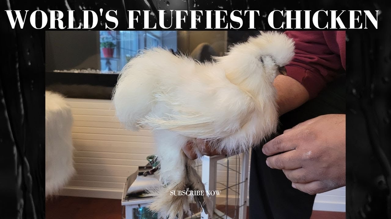 World's Fluffiest Chicken | Silkies Super Fluffy Chickens - YouTube