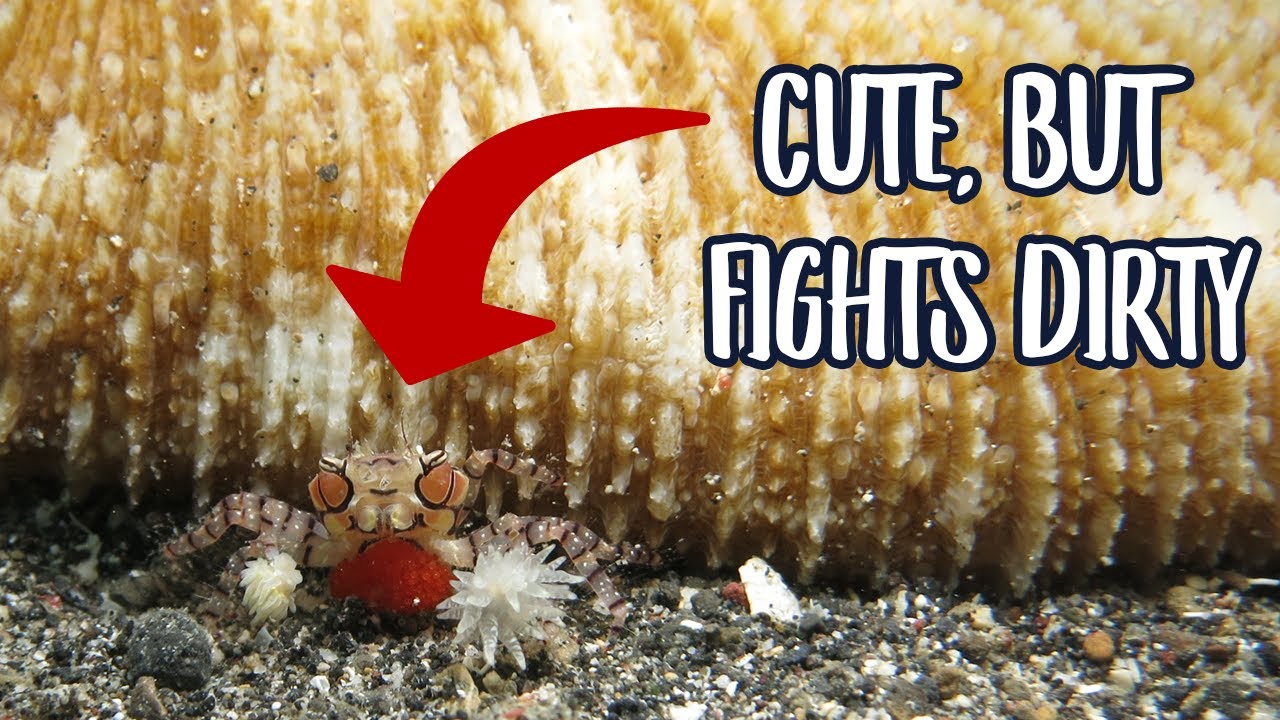 Unveiling the Strangest Animal Facts: 16 Mind-Blowing Oddities from the ...