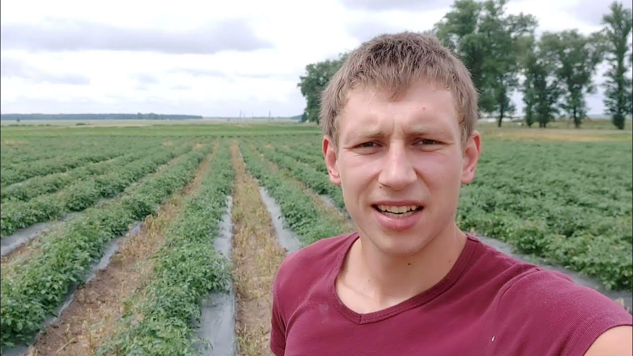 Все о выращивании ГРУНТОВЫХ помидоров сорта ДИНО - YouTube