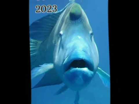 2023_FISH_vs_5000_bce_FISH_%F0%9F%A6%81_Part_2_Mythical_old_to_new ...