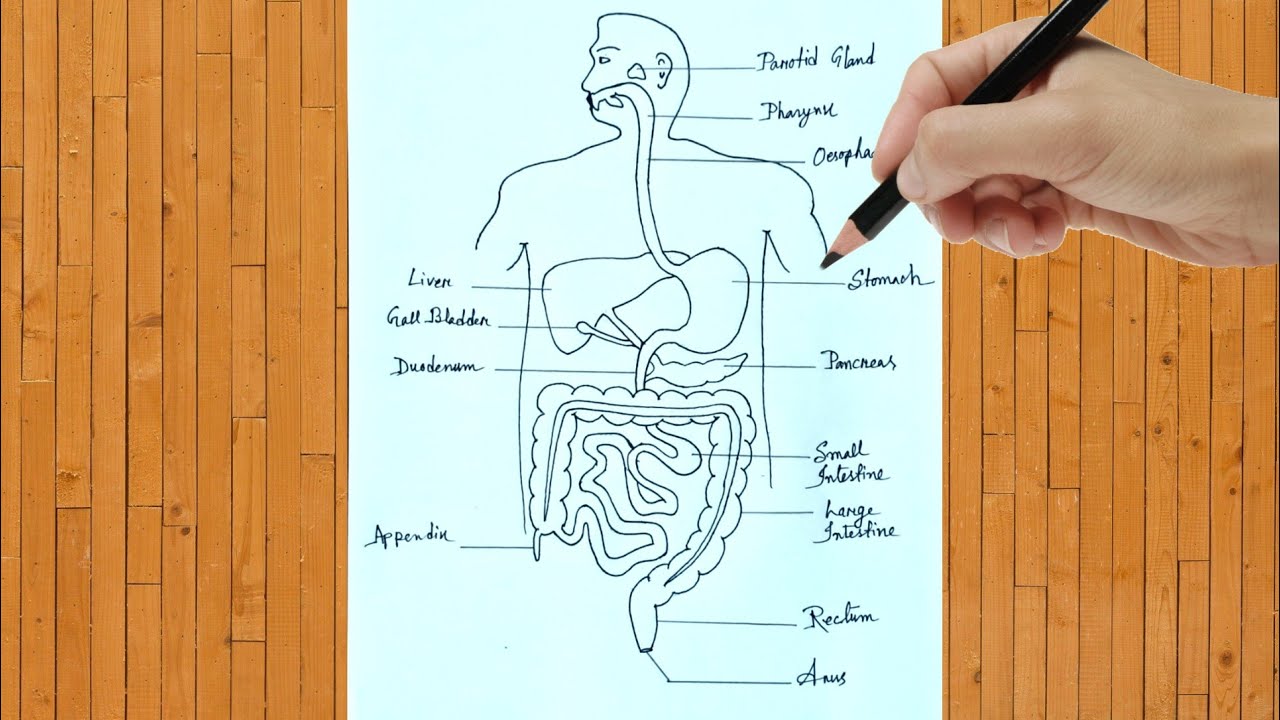 How To Draw Human Digestive System Step By Step || How To Draw Human ...
