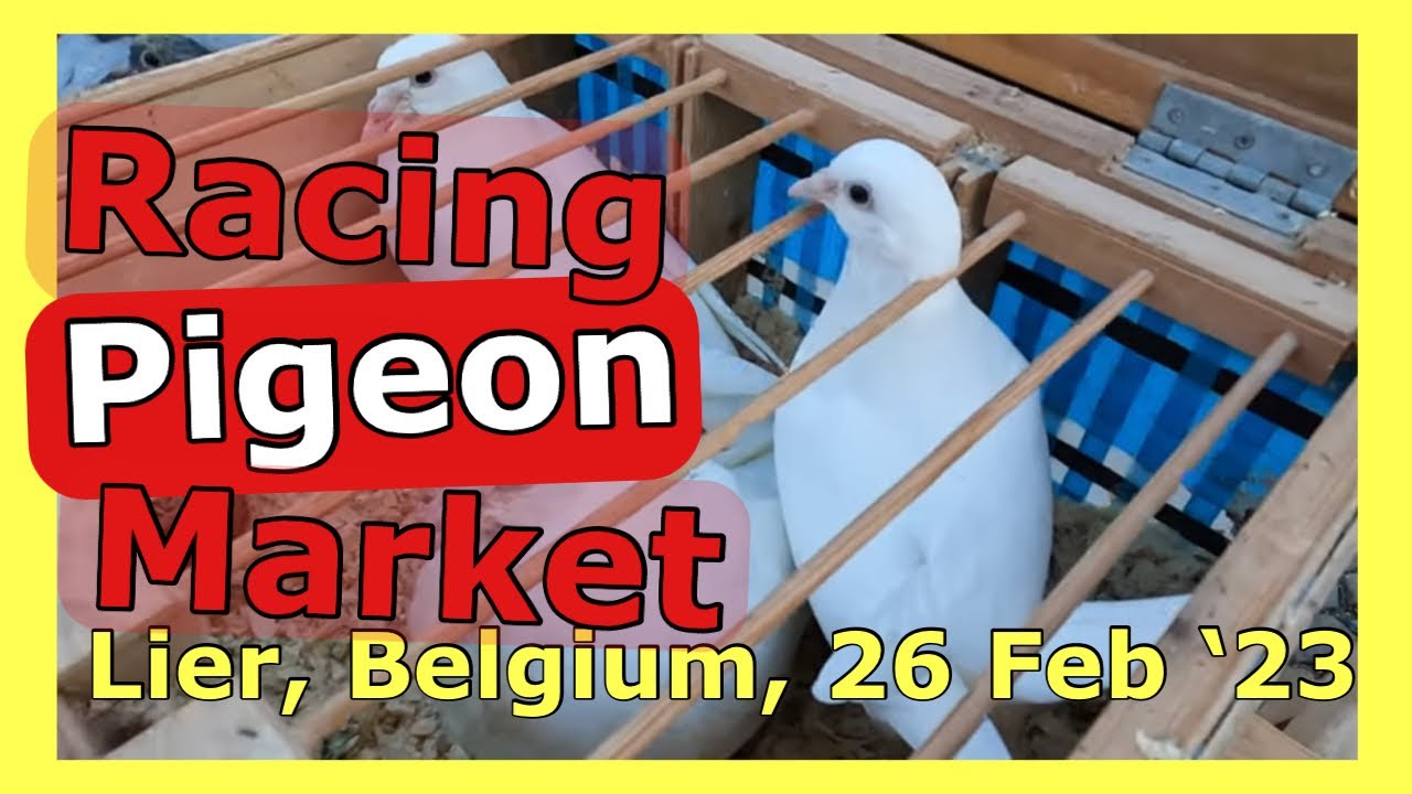 Racing Pigeon Market Lier, Belgium (26 February 2023) - YouTube