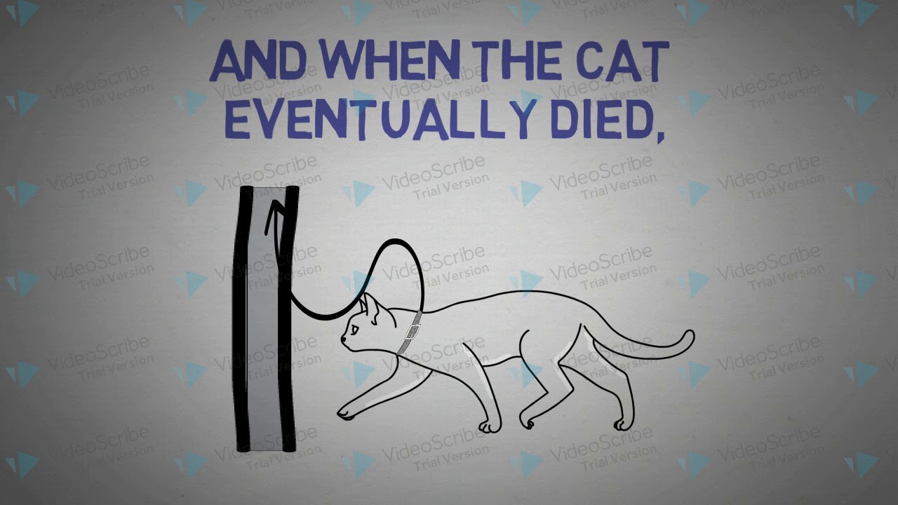 The Ashram Cat - YouTube