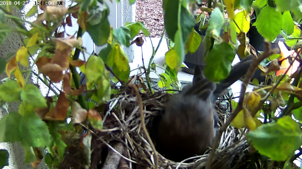 Mommy bird in denial of the tragedy (Day 7, 11:39am) - YouTube