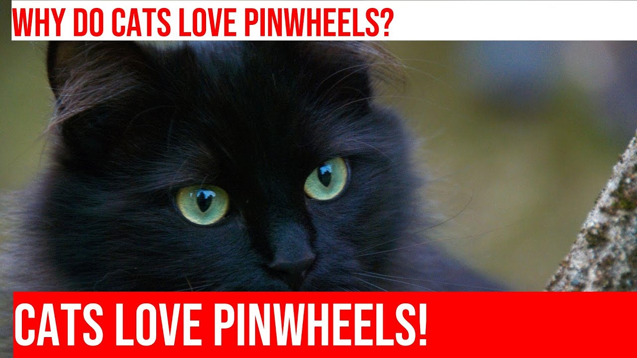 Cats Obsessed with Pinwheels: The Fascinating Truth! - YouTube
