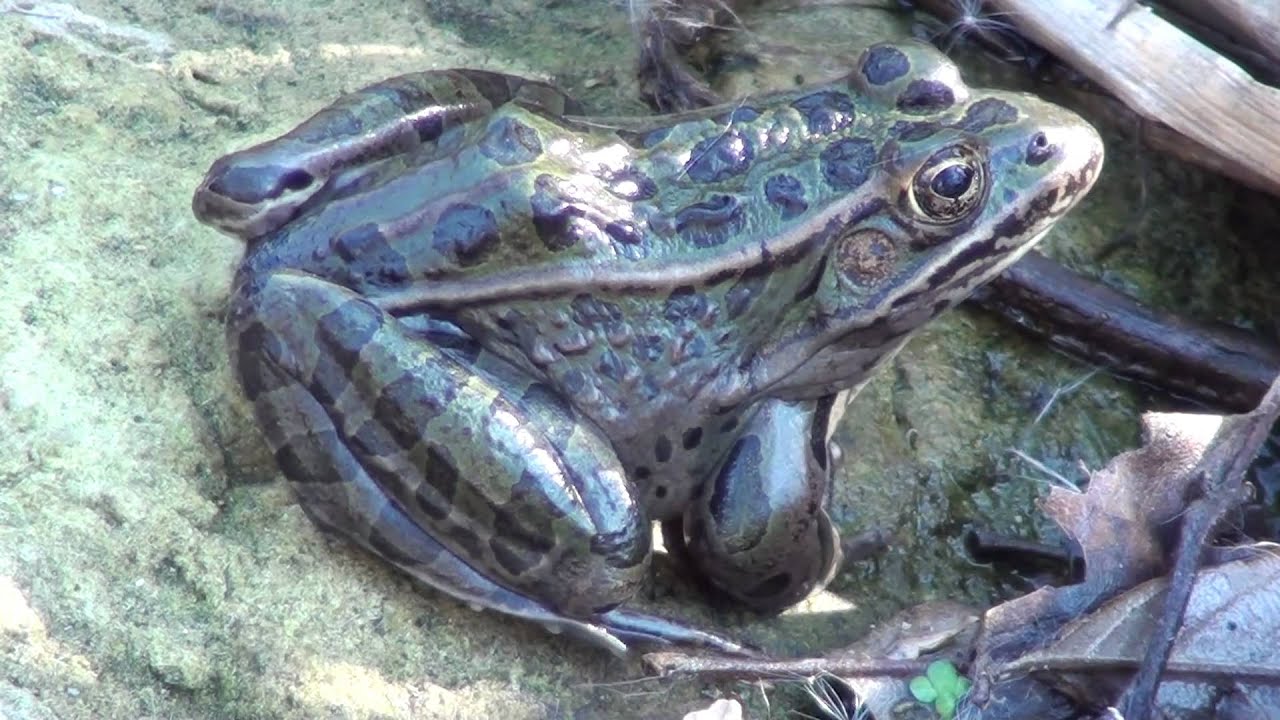 Northern Leopard Frog (Ranidae: Lithobates/Rana pipiens) Waiting for ...