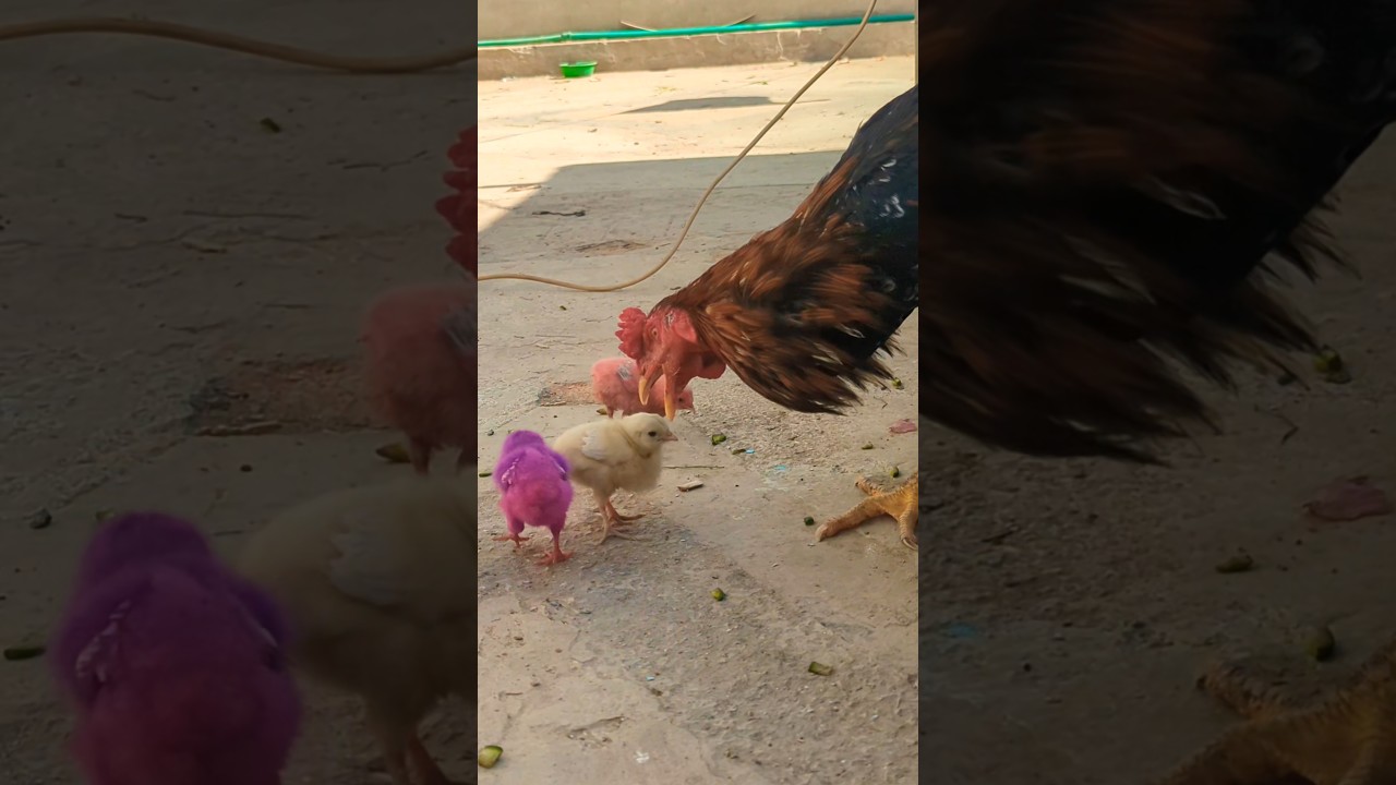 Aseel Murga attack on colorful fancy chicks #shorts #views #aseel # ...