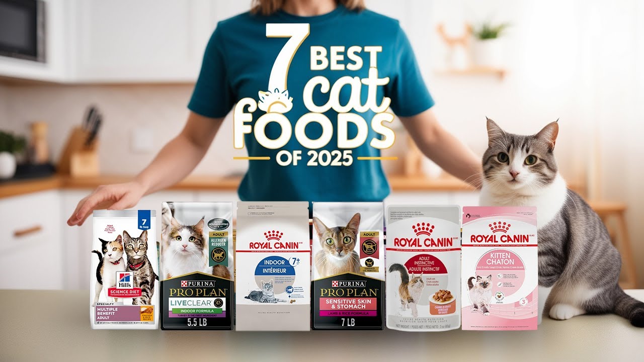 2025’s Best Cat Foods: What Every Pet Parent Should Know - YouTube