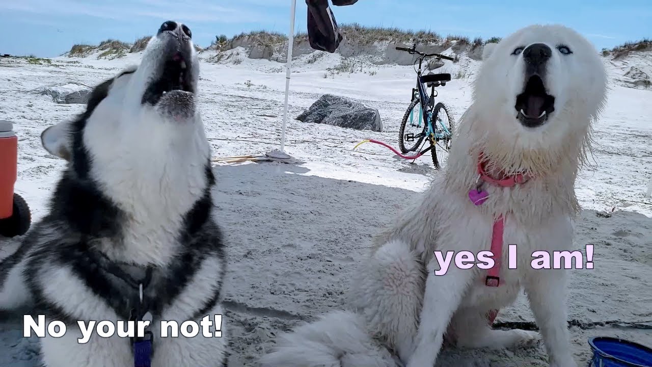 Snow Dogs Argue At The Beach & Play In The Waves - YouTube