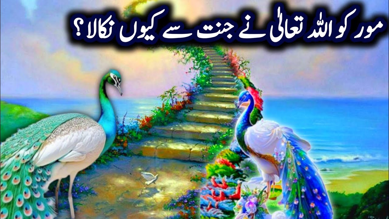 Mor Ko Allah Paak Ne Jannat Se Kun Nikala | Why Snake and Peacock out ...