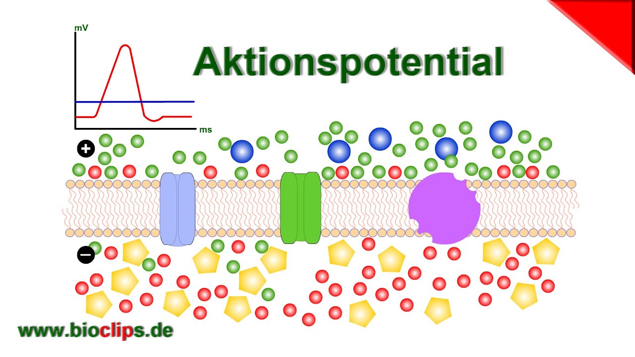 Aktionspotential - YouTube