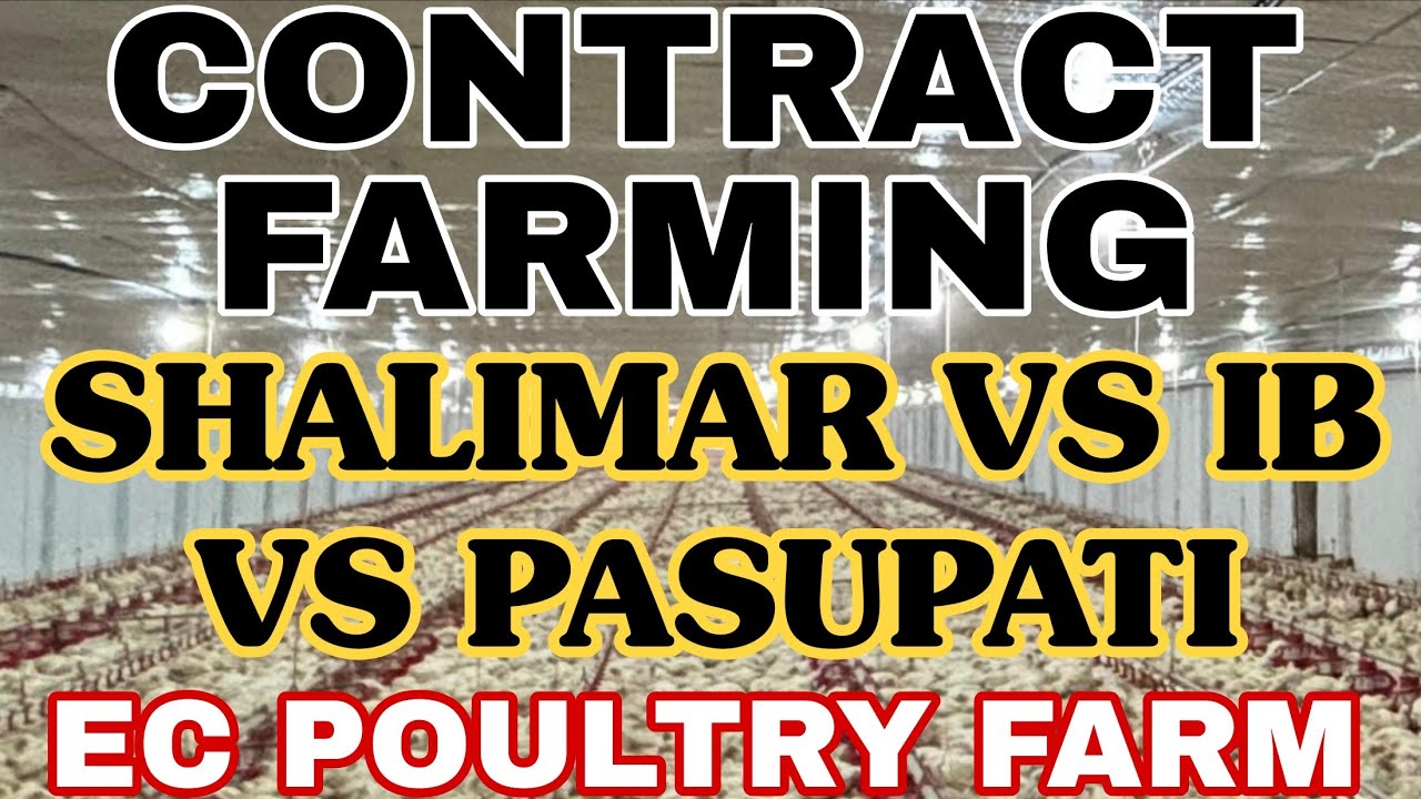 Shalimar Odisha EC Poultry Farm GC Policy || IB vs Pasupati vs Shalimar ...
