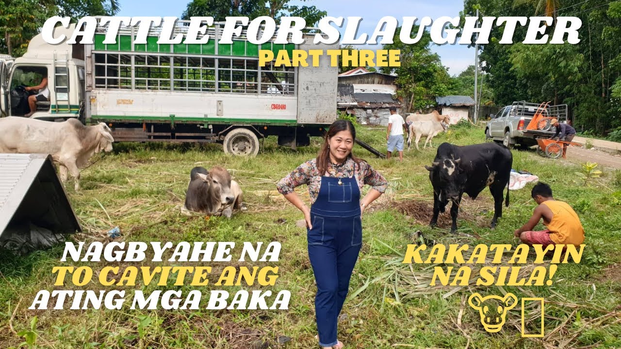 CATTLE FOR SLAUGHTER PART 3 | BAGONG KATAYAN, BAGONG PAG-ASA | CATTLE ...
