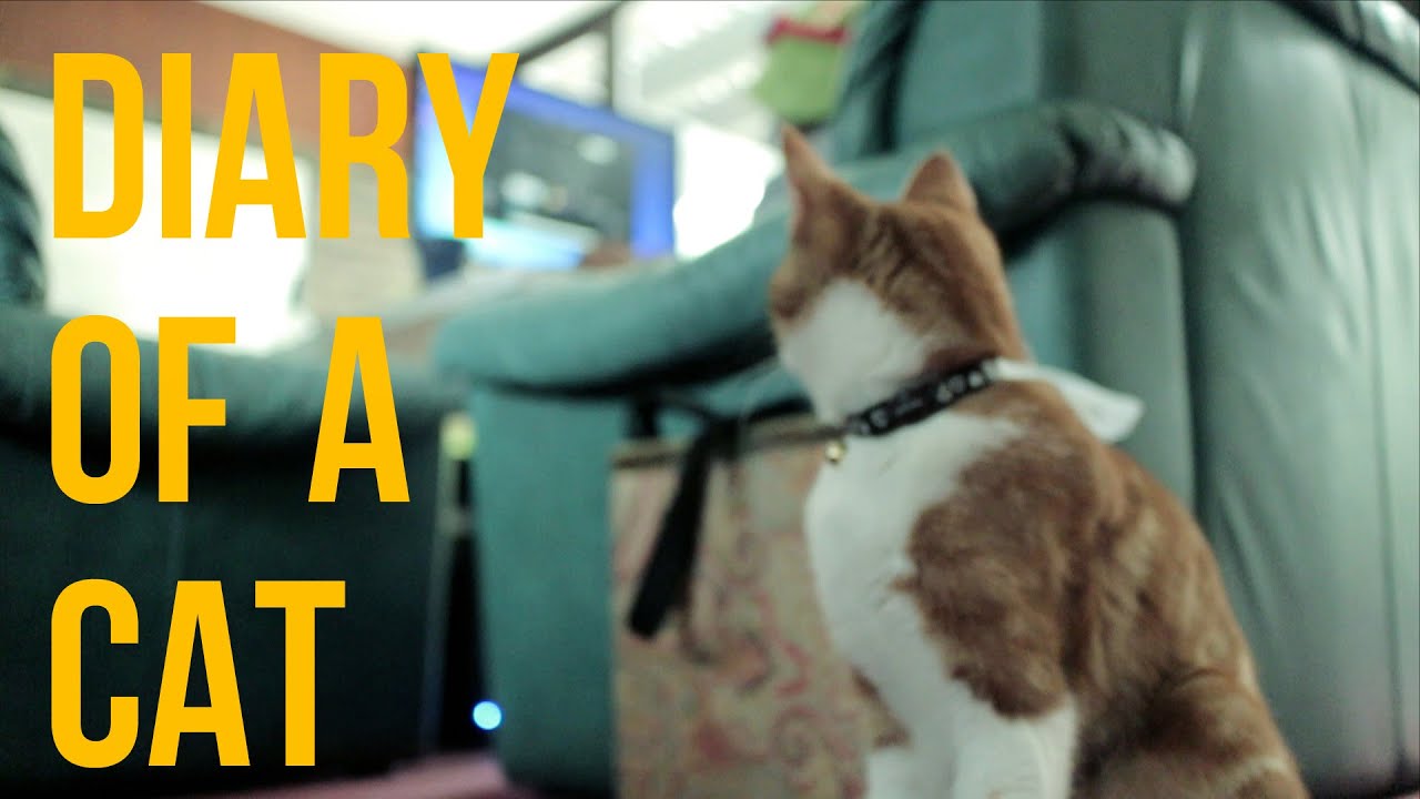 Diary Of A Cat | ORIGINALS - YouTube