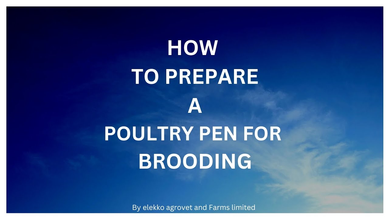 How to prepare a poultry pen for brooding. - YouTube