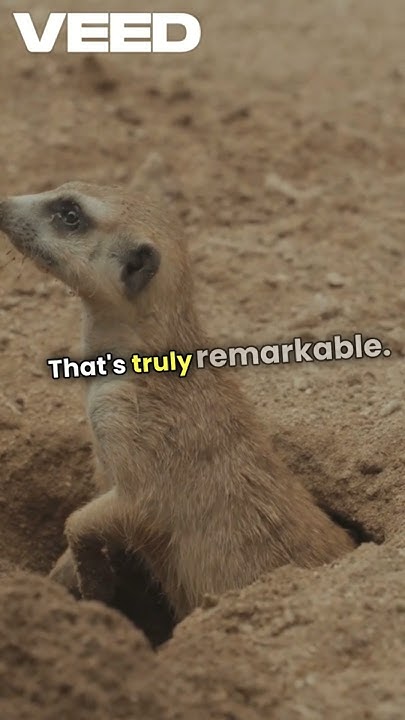 Unbelievable Facts About Meerkats You Didn’t Know! #meerkat #facts #viralshorts - YouTube