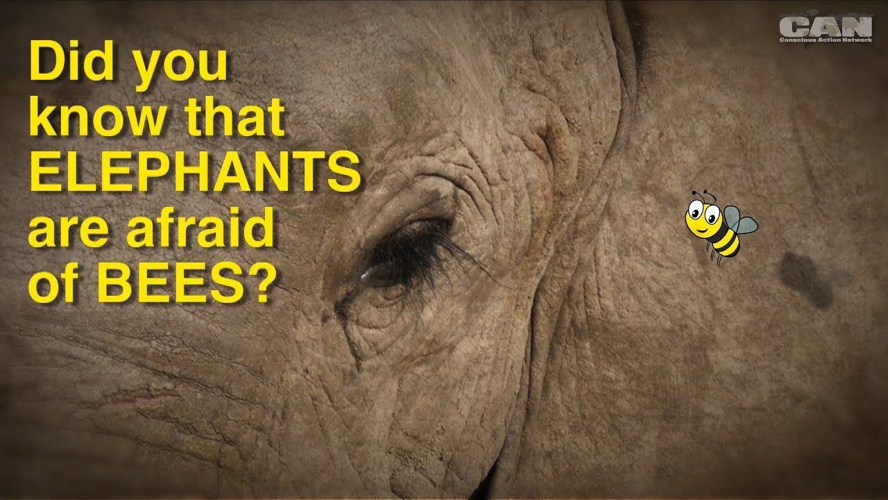 Little BEES protecting big ELEPHANTS - YouTube