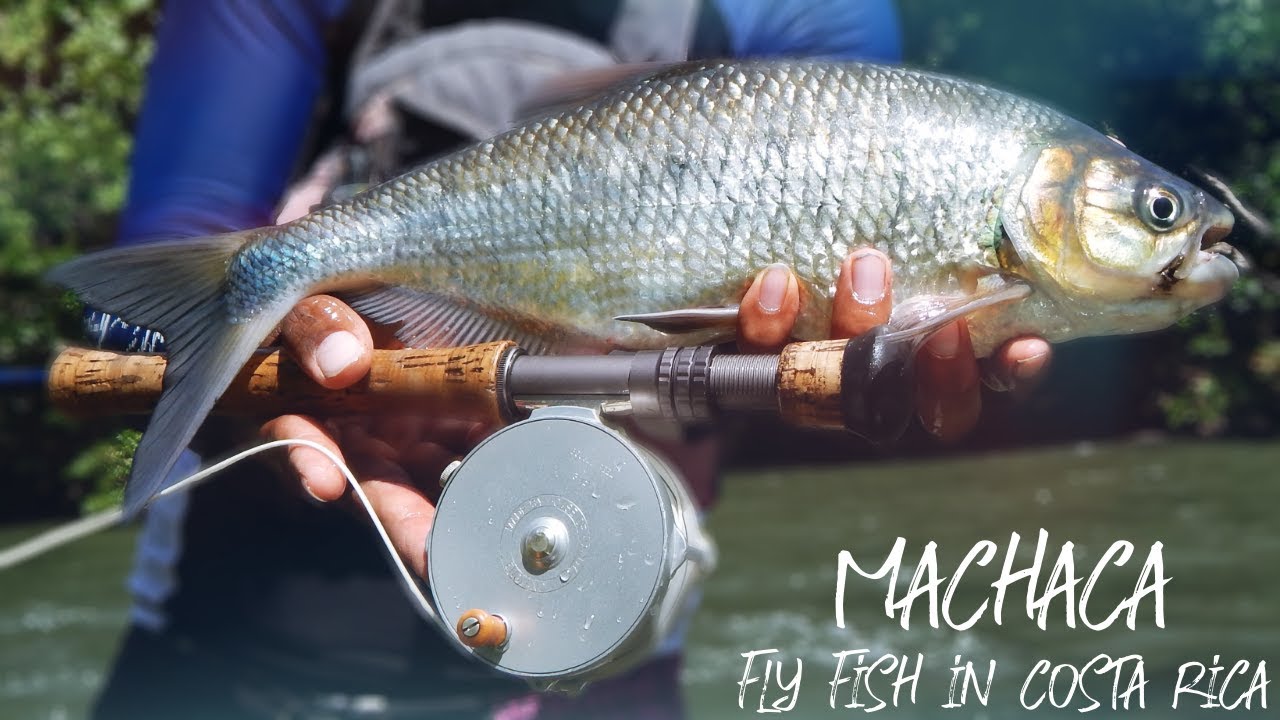 Machaca on the Fly - Fly Fish in Costa Rica - YouTube