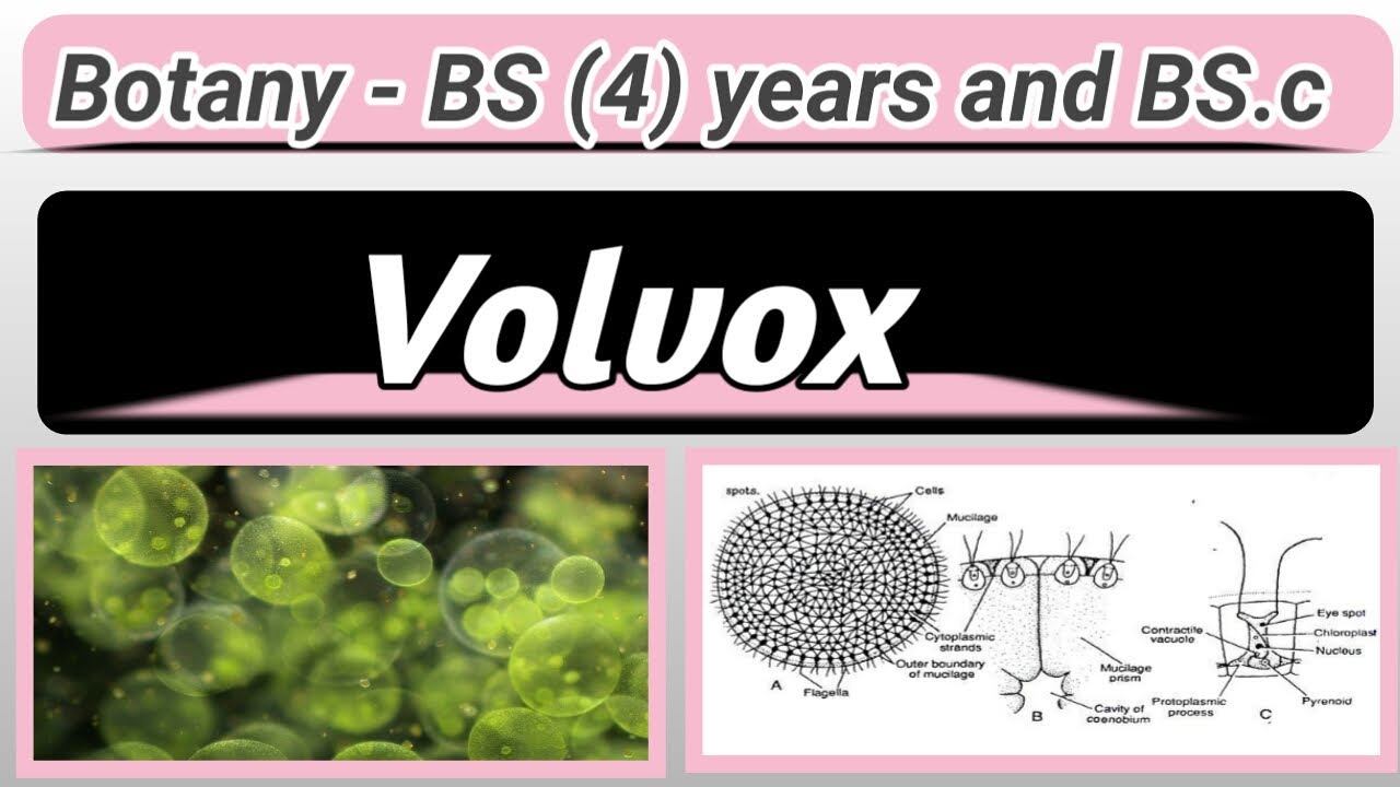 Volvox (Algae) - occurrence, structures and reproduction of volvox ...