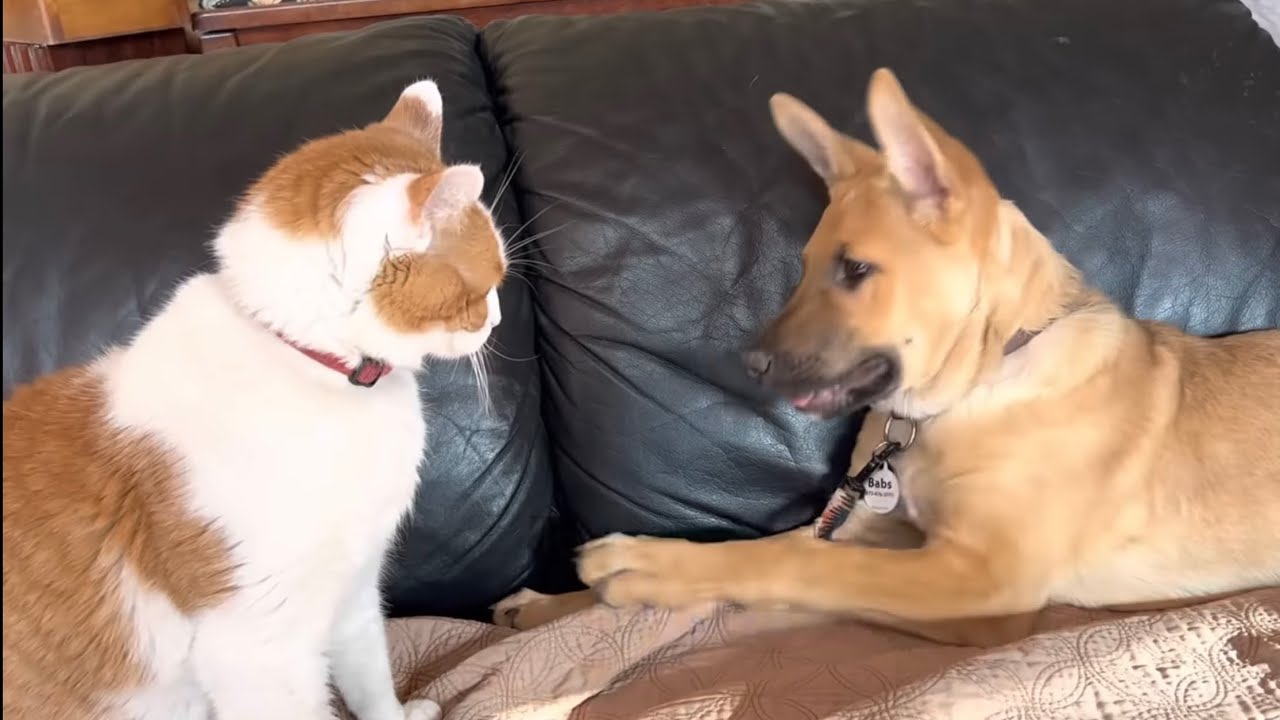 Cat welcomes new puppy.. LOL. Calvin and Babs - YouTube
