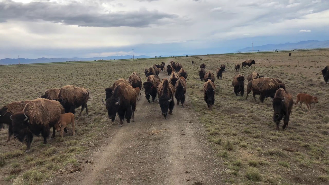 Leading Bison to new pasture Lead Don't Push Low Stress Bison Moving # ...
