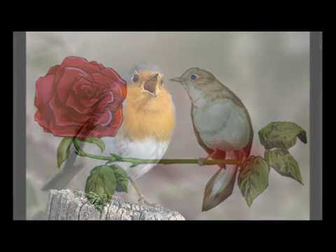 Mustafa Duman -Ötme Bülbül