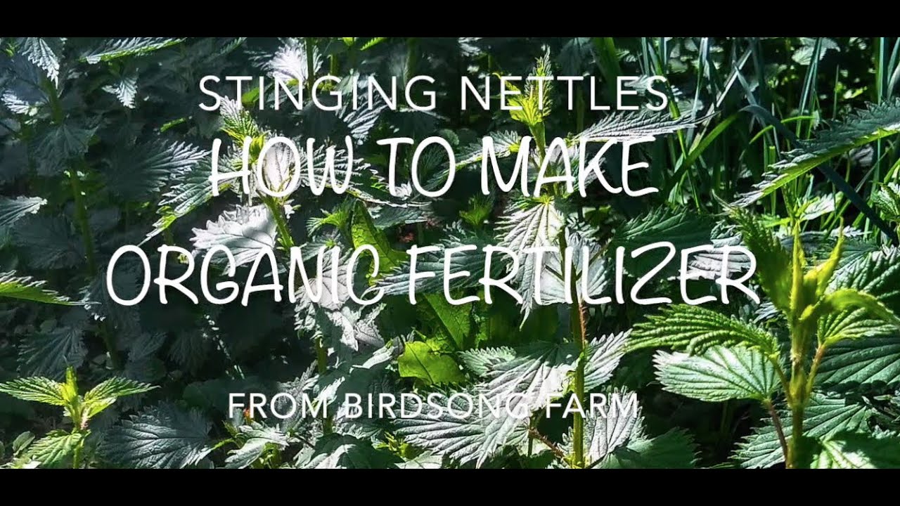 DIY Organic Fertilizer using Stinging Nettles - YouTube