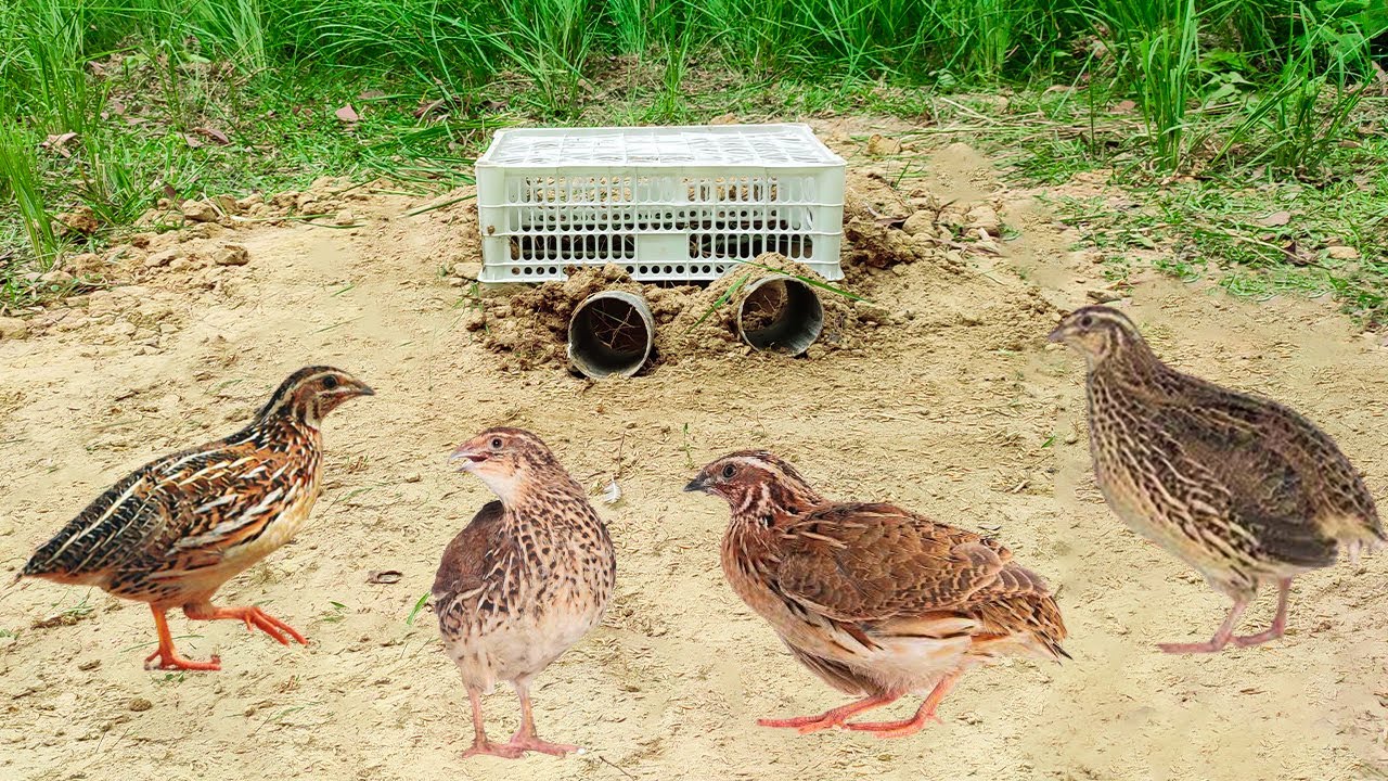 Creative Unique Underground Quail Bird Trap Make From 3PVC Pipe and ...