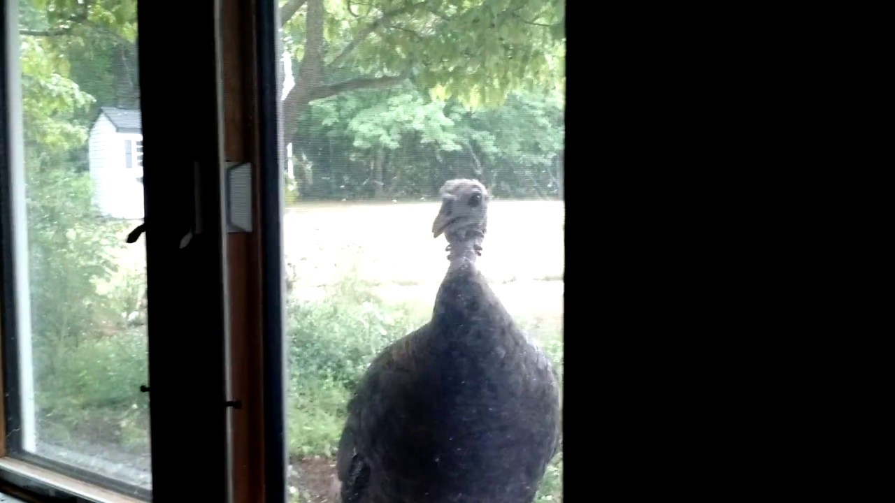 Turkeys are smart.. ish. - YouTube