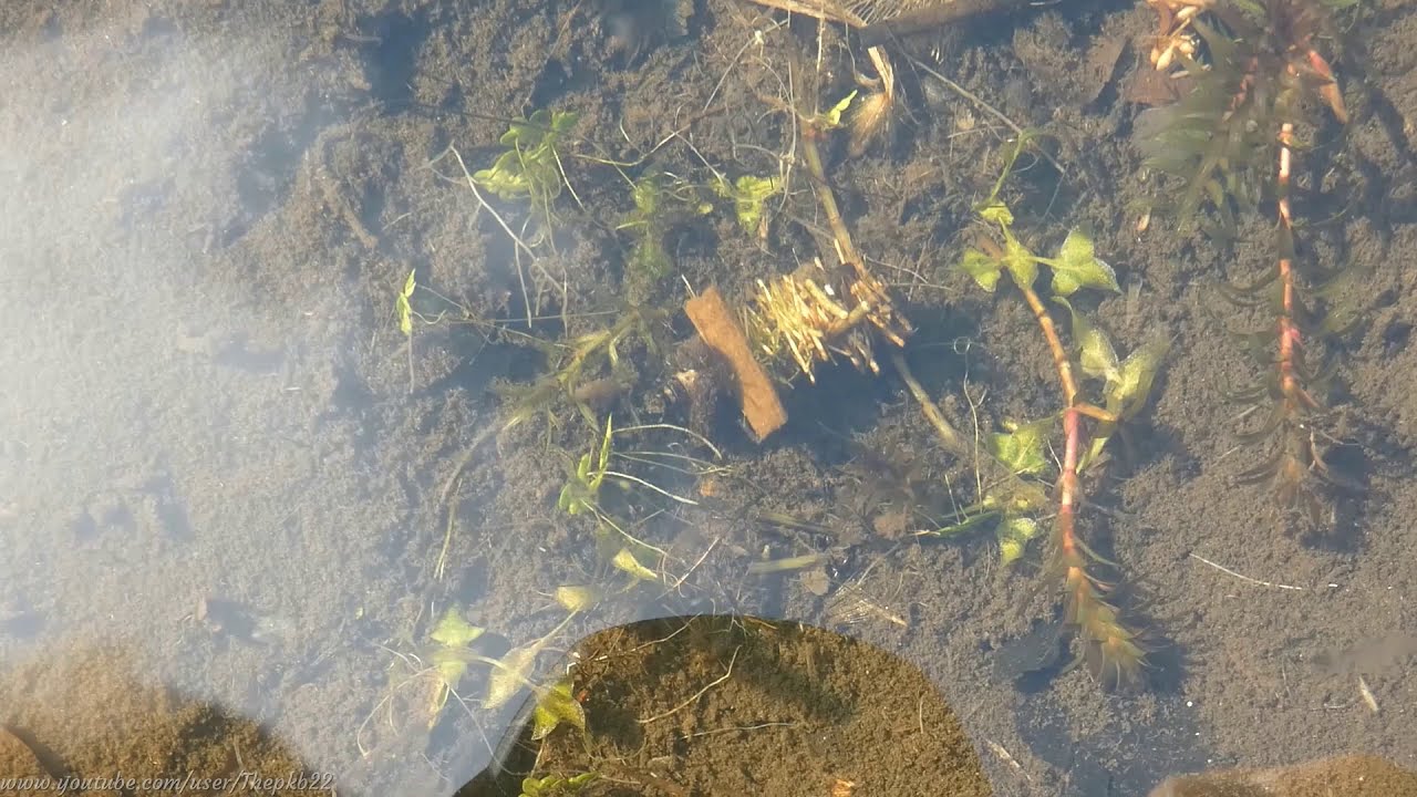 Caddisfly Larvae (Limnephilus flavicornis) - London, April 2019 - YouTube
