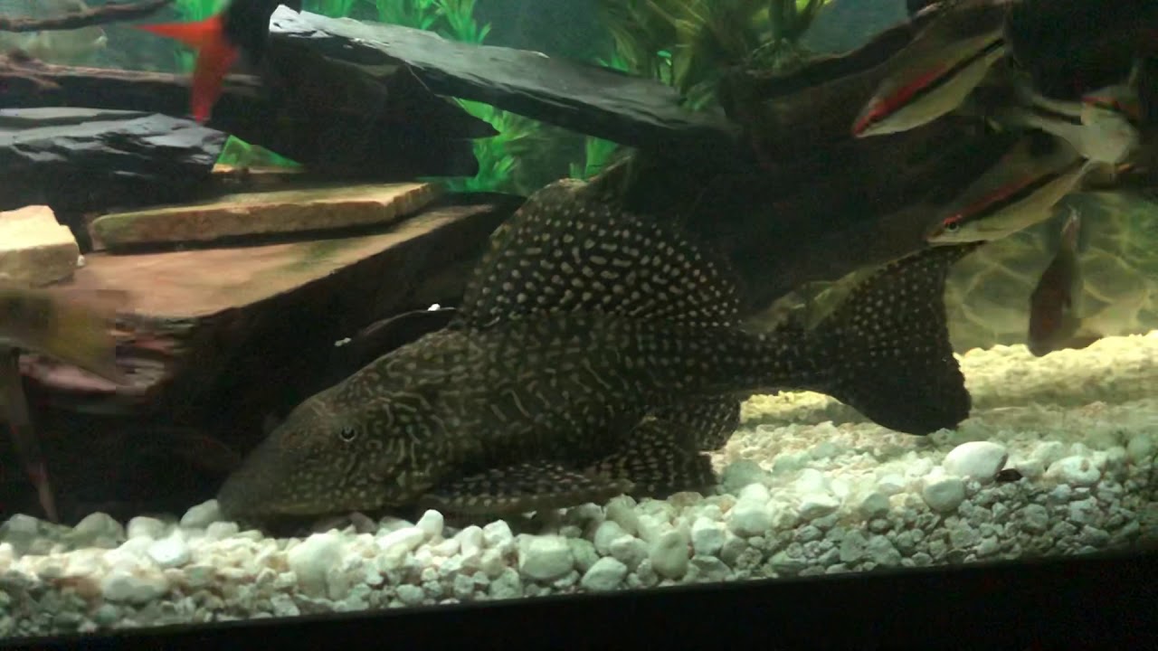 10 inch Gold Spot Pleco in my 135 Gallon “Shark” Tank - YouTube