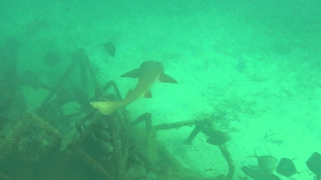 Another snorkel encounter with nurse shark at Key Biscayne - YouTube
