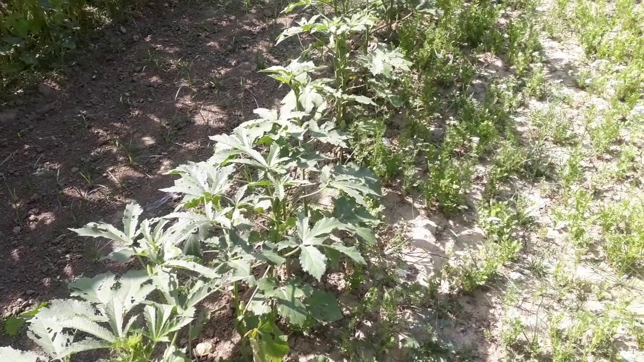 Bindi of full vegetable given after 45 days in my gardens - YouTube