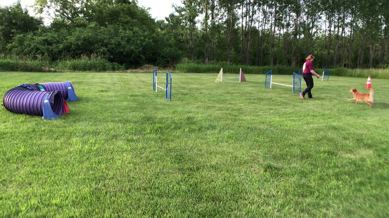 Bad Dog Agility Challenge 2.1 - YouTube