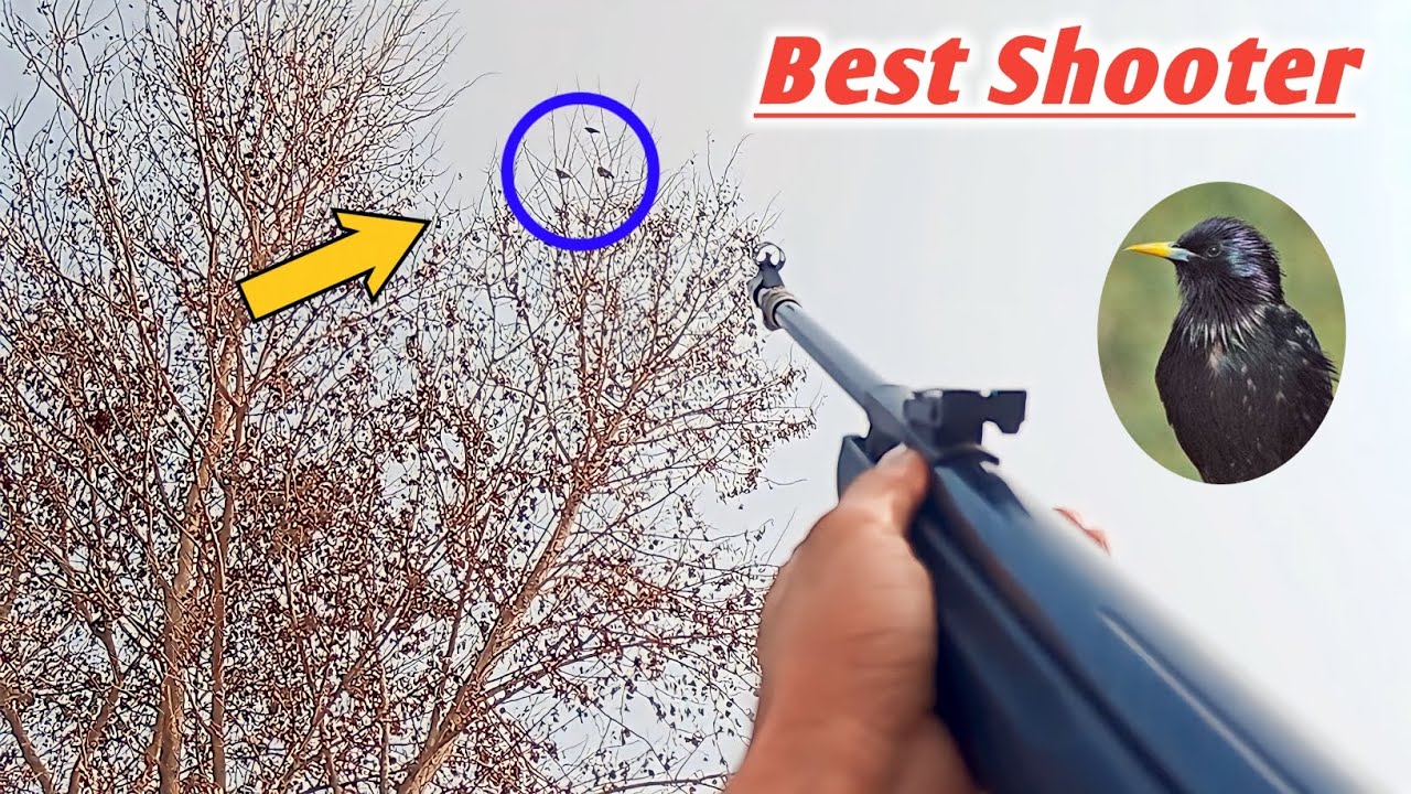 Best Shooter||Black Starling Bird Hunt||Bird Hunting - YouTube