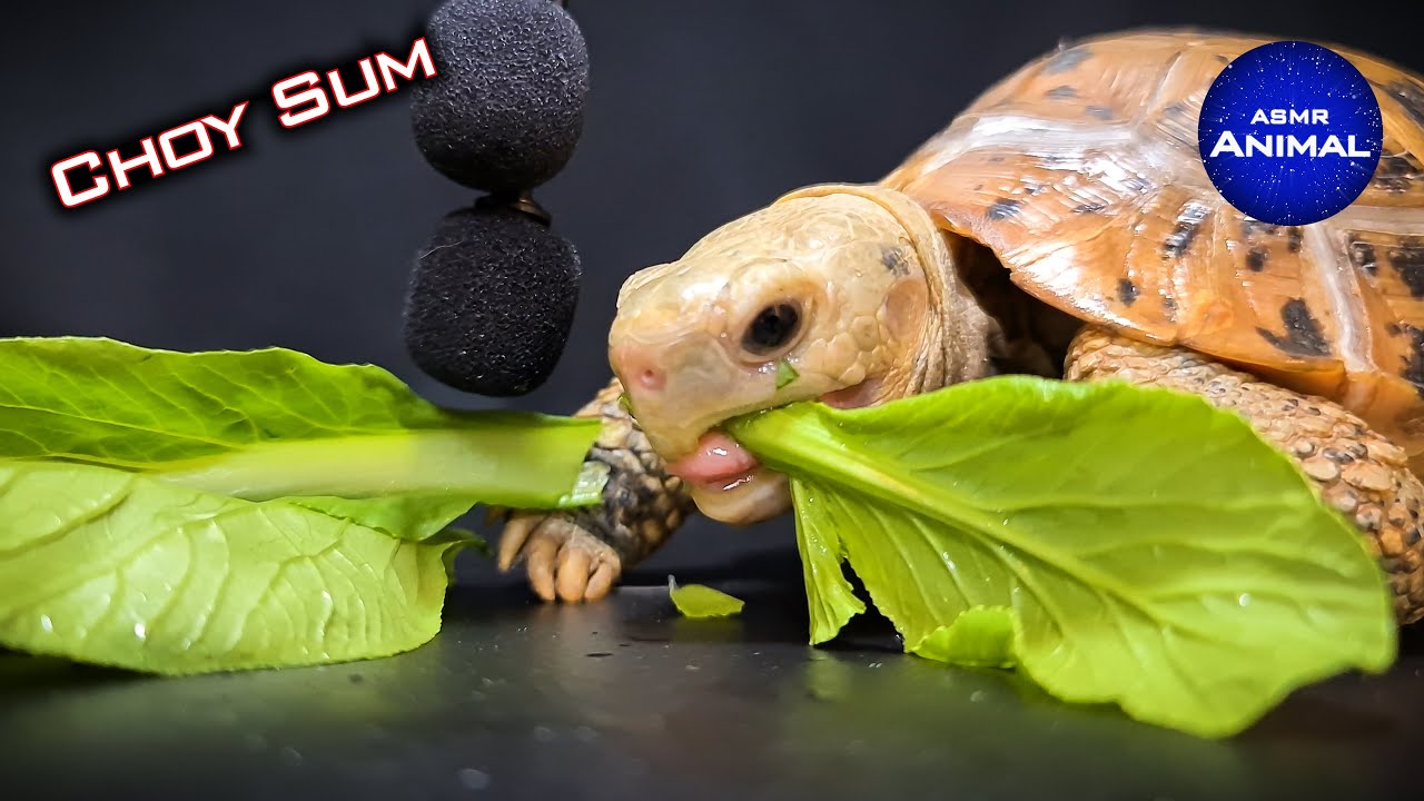 ASMR Mukbang Eating Vegetable 🥬 Turtle Tortoise 95 - YouTube