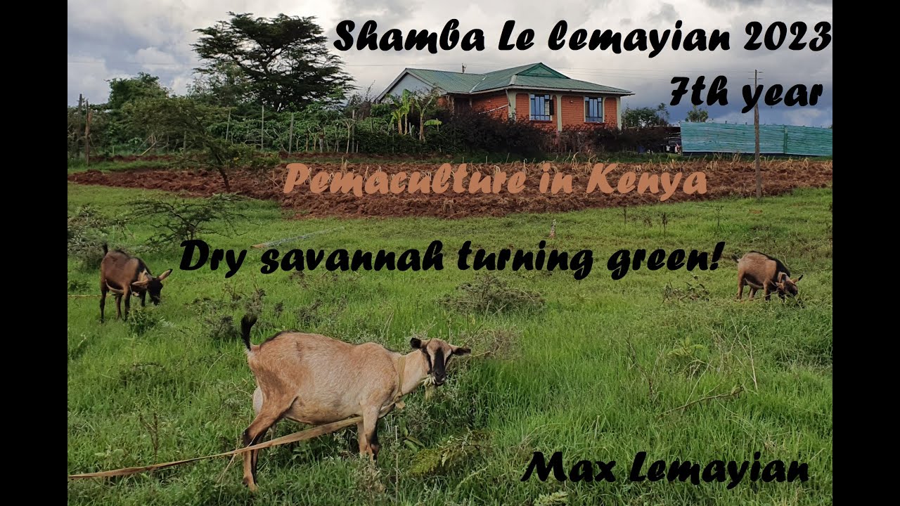 Lemayian shamba 2023 update, goats, rain started (eng) [cc] - YouTube